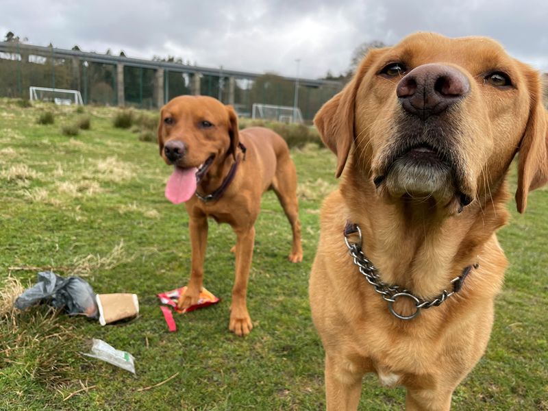 Dog Owners New Year Resolutions remove over 34 Million pieces of litter ...