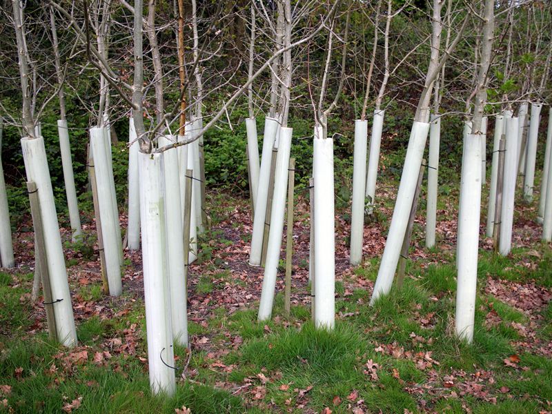 Free The Trees Action Day at Whitelee Windfarm Ardochrig Entrance ...