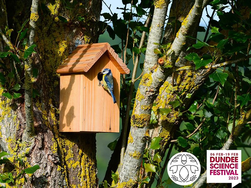 bird-box-making-for-love-birds-at-st-andrews-botanic-garden-st-andrews