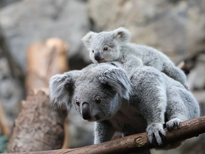 RZSS welcomes two koala joeys at Edinburgh Zoo | News | What's On Edinburgh