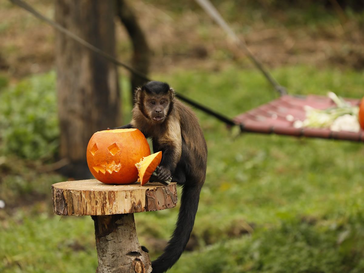 Celebrate spooky season at Edinburgh Zoo | News | What's On Edinburgh