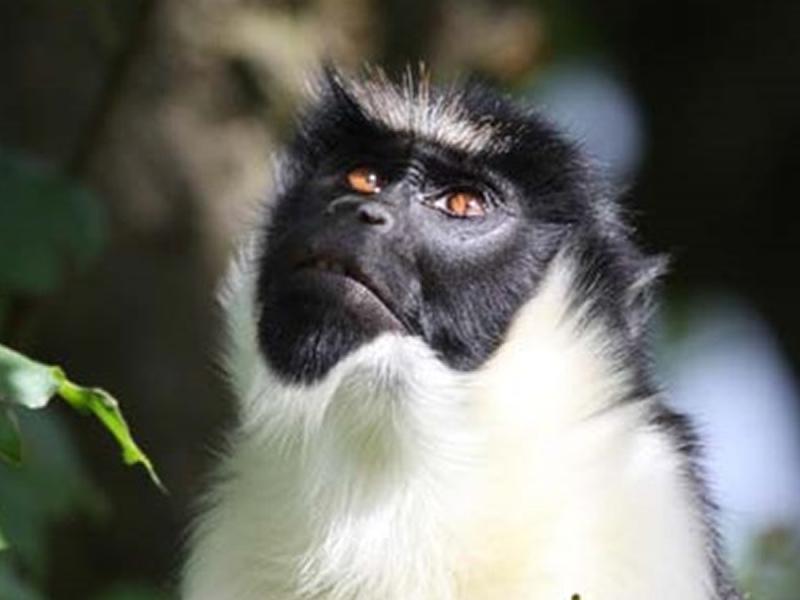 Over 1000 animal samples arrive at the Edinburgh Zoo biobank hub | News ...