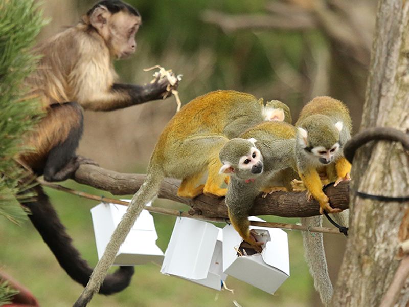 Edinburgh Science Festival: Primates Pop-up at Edinburgh Zoo, Edinburgh ...