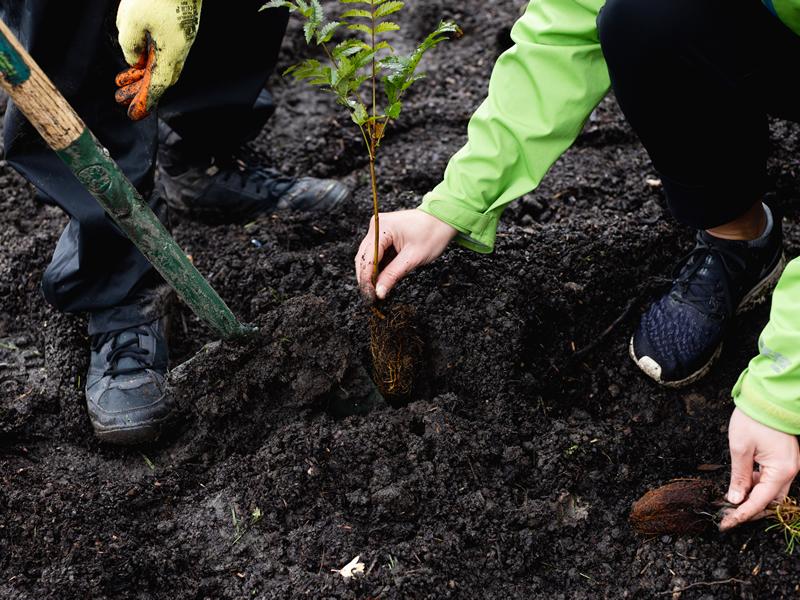 Wee Forests to leave living legacy for COP26 in Glasgow | News | What's ...