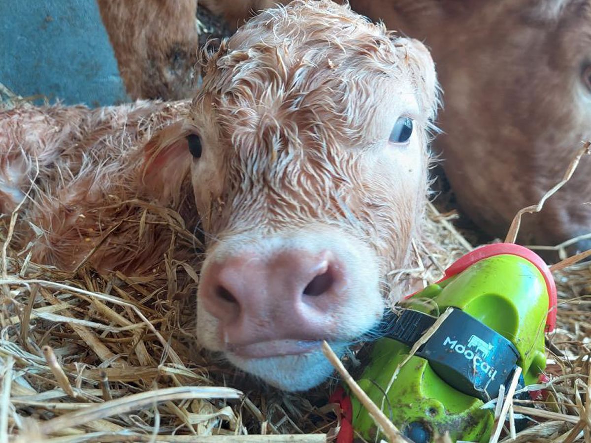 Cow smart watch to go on display at National Museum of Rural Life ...