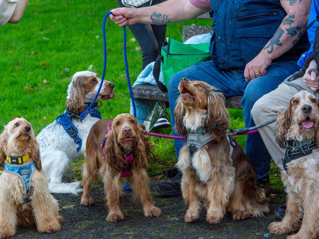 Tongues and tails set wagging as mass dog walk takes place in Renfrew ...