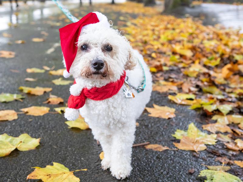 The Santa Dash is coming to town in aid of Beatson Cancer Charity ...
