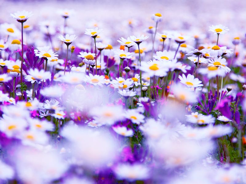 Mindful Crafting: Spring Flowers at The Butterfly Room, Paisley | What ...