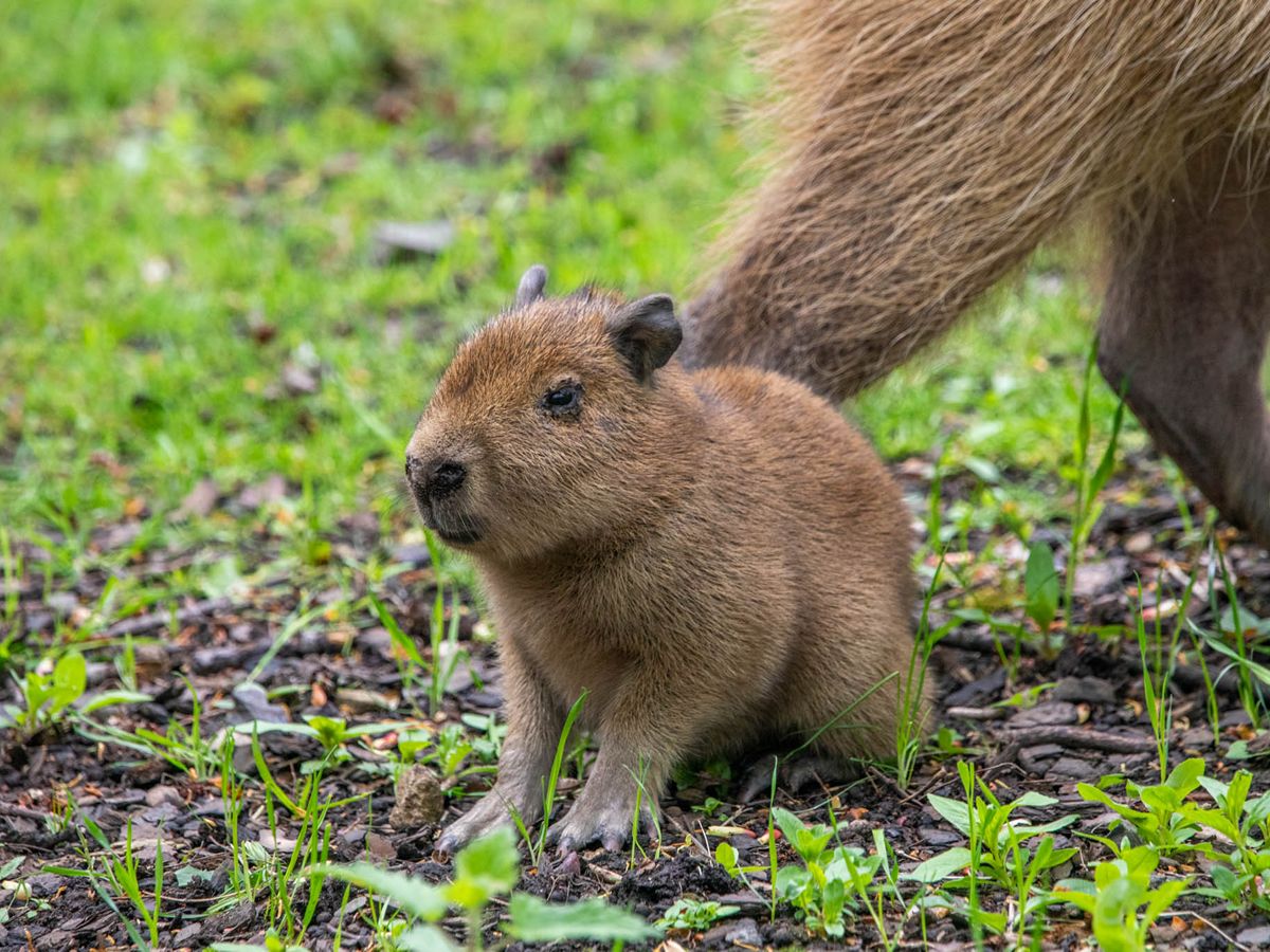 Edinburgh Zoo capybara baby named after public vote | News | What's On ...
