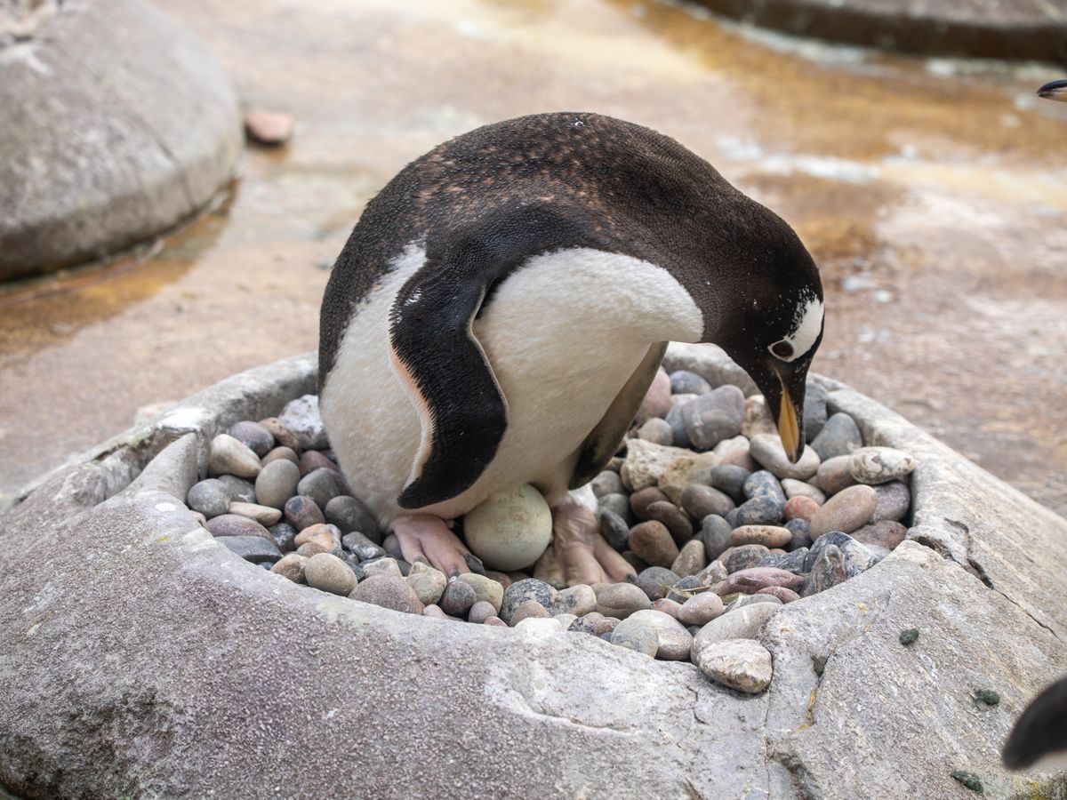 Easter arrives early at Edinburgh Zoo thanks to penguin eggs | News ...