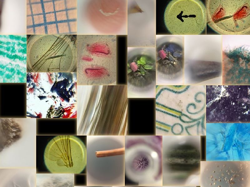 Microscopy Photography Workshop, Livingston | What's On Edinburgh